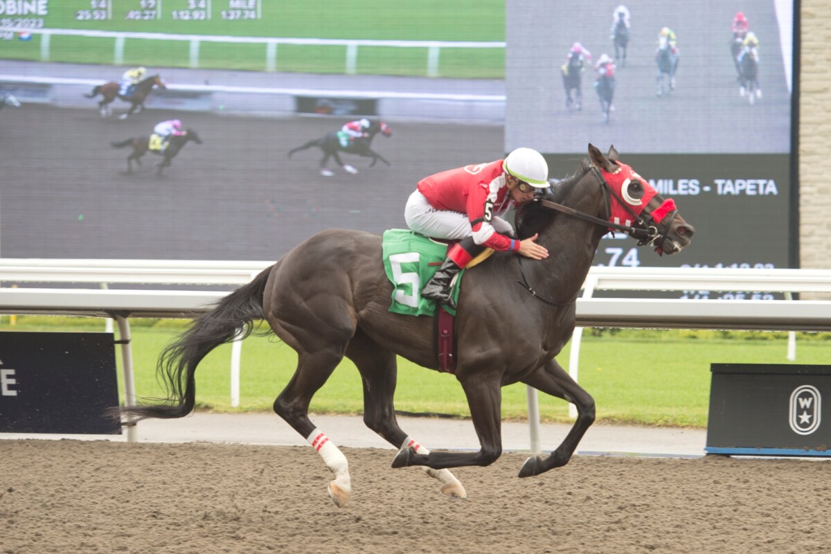 Ontario Sired Preview: King’s Plate 2023 - Ontario Thoroughbred ...